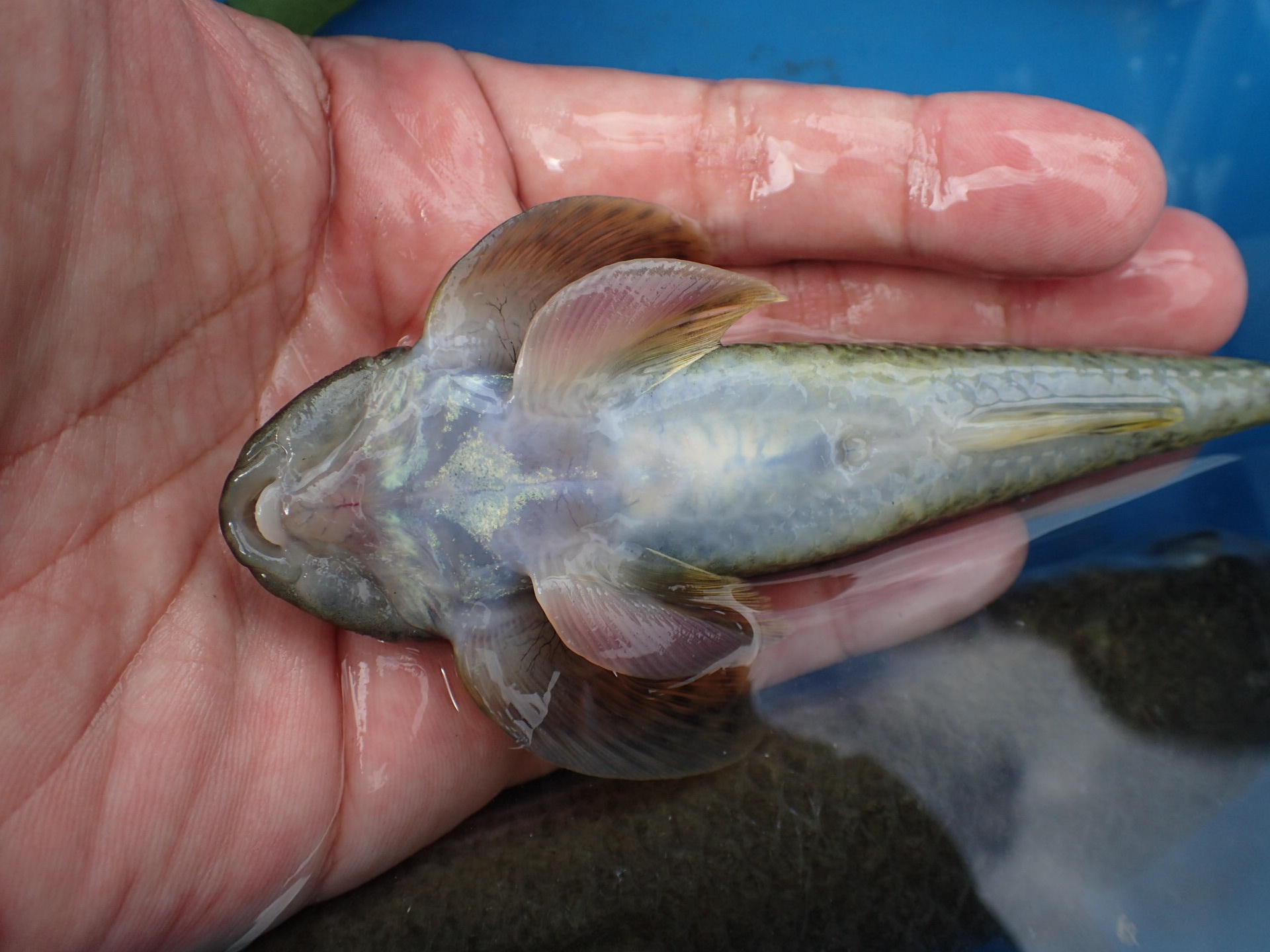 Rhyacichthys aspro (Valenciennes, 1837)