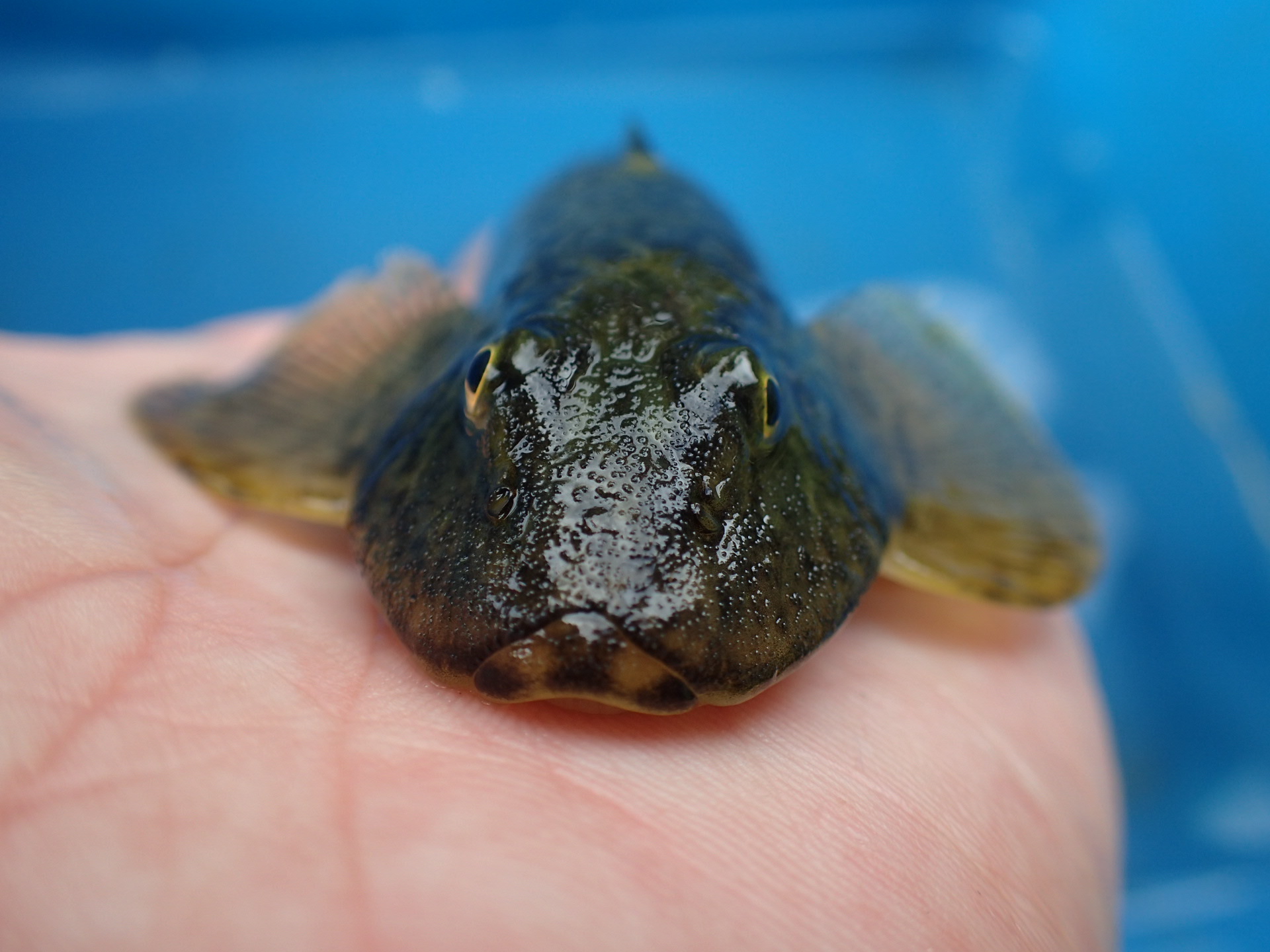 Rhyacichthys aspro (Valenciennes, 1837)