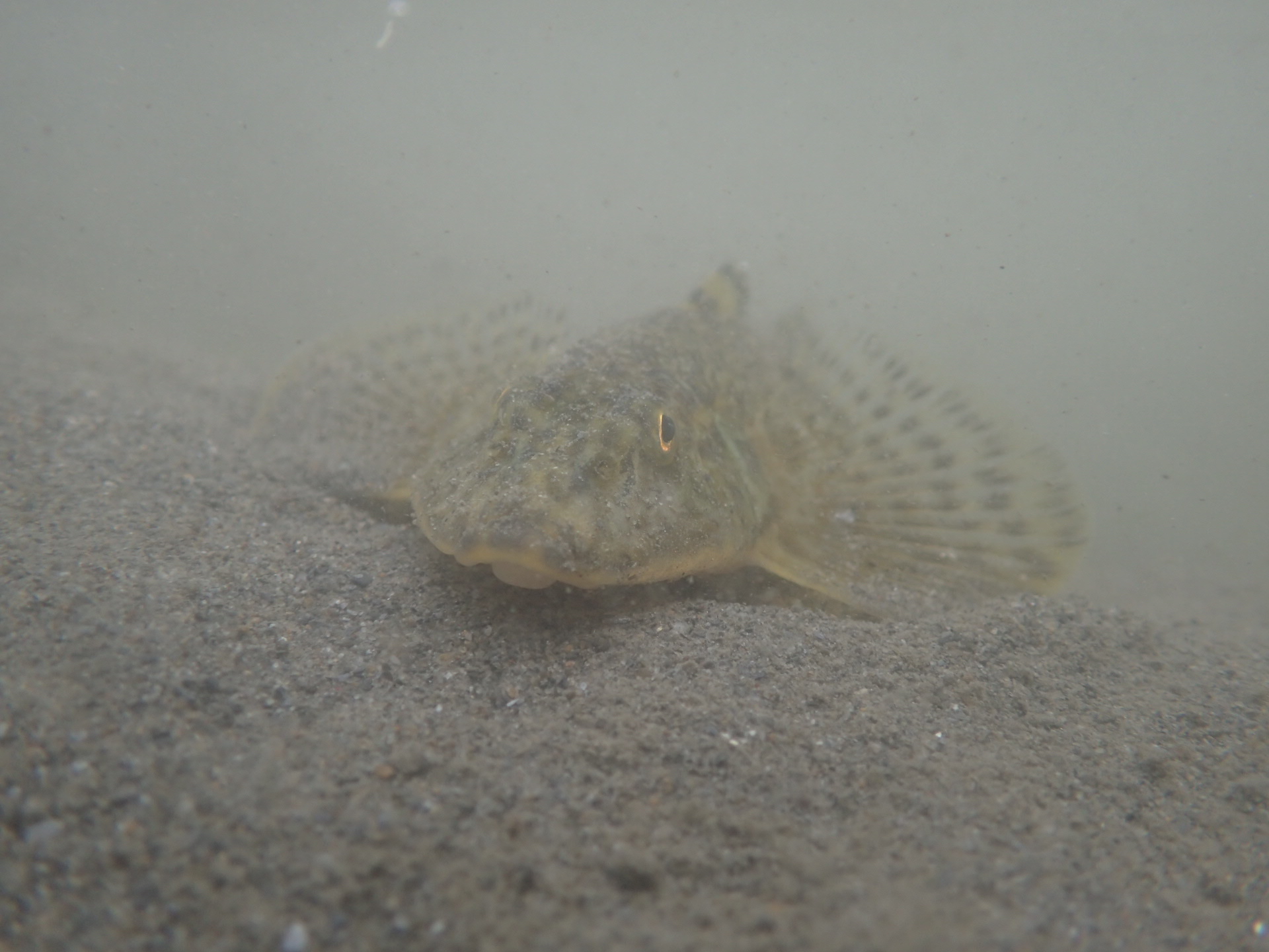 Rhyacichthys aspro (Valenciennes, 1837)
