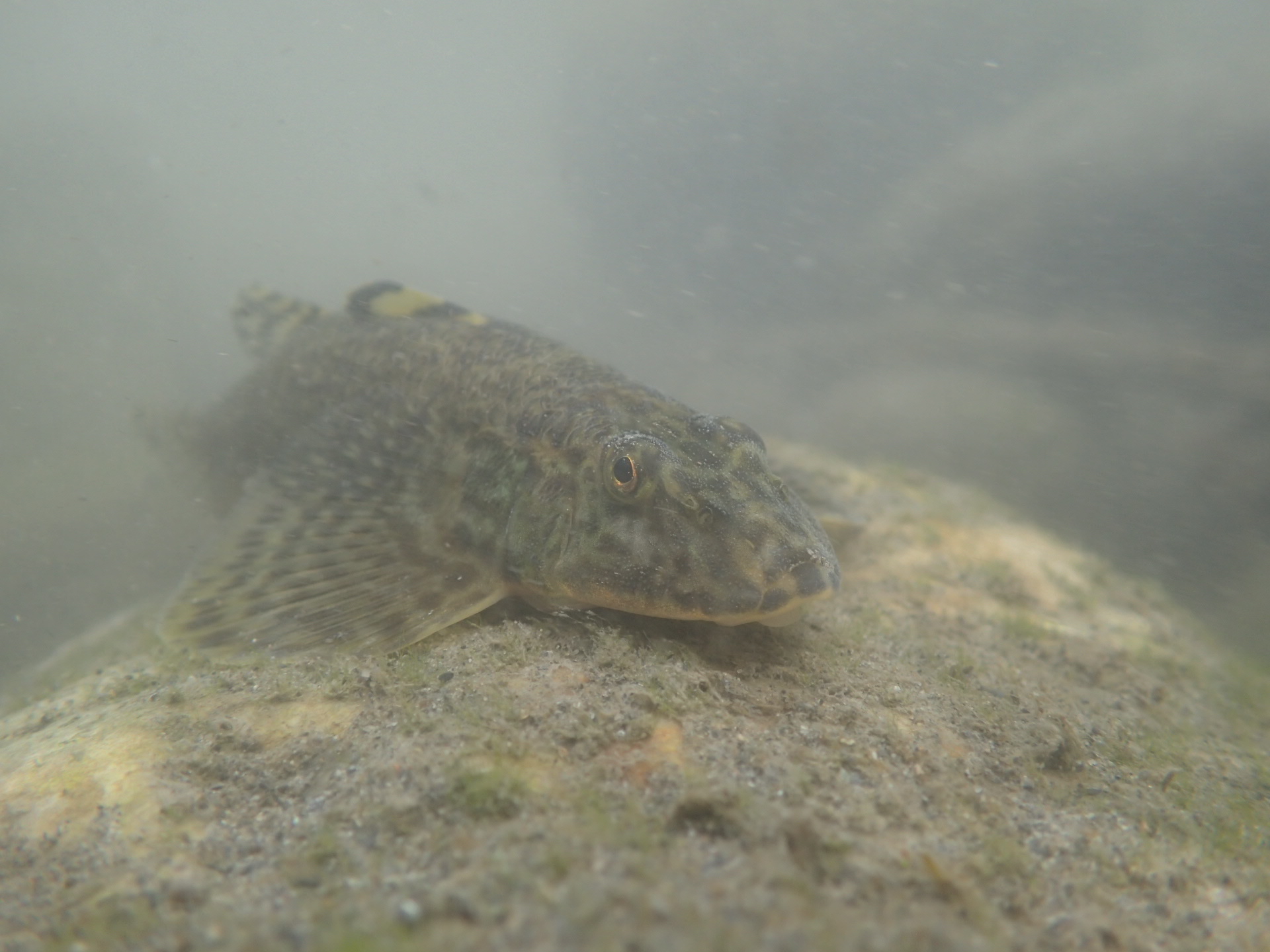 Rhyacichthys aspro (Valenciennes, 1837)