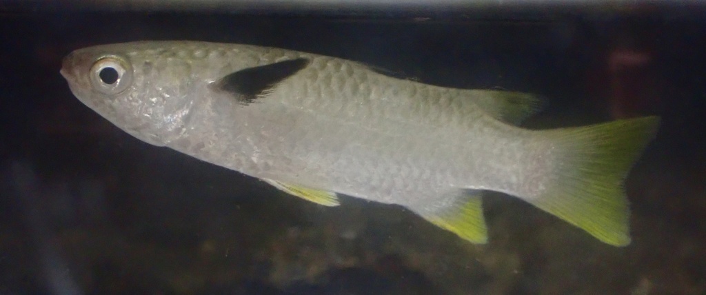 Squaretail Mullet (Ellochelon vaigiensis) - Marine Life Identification
