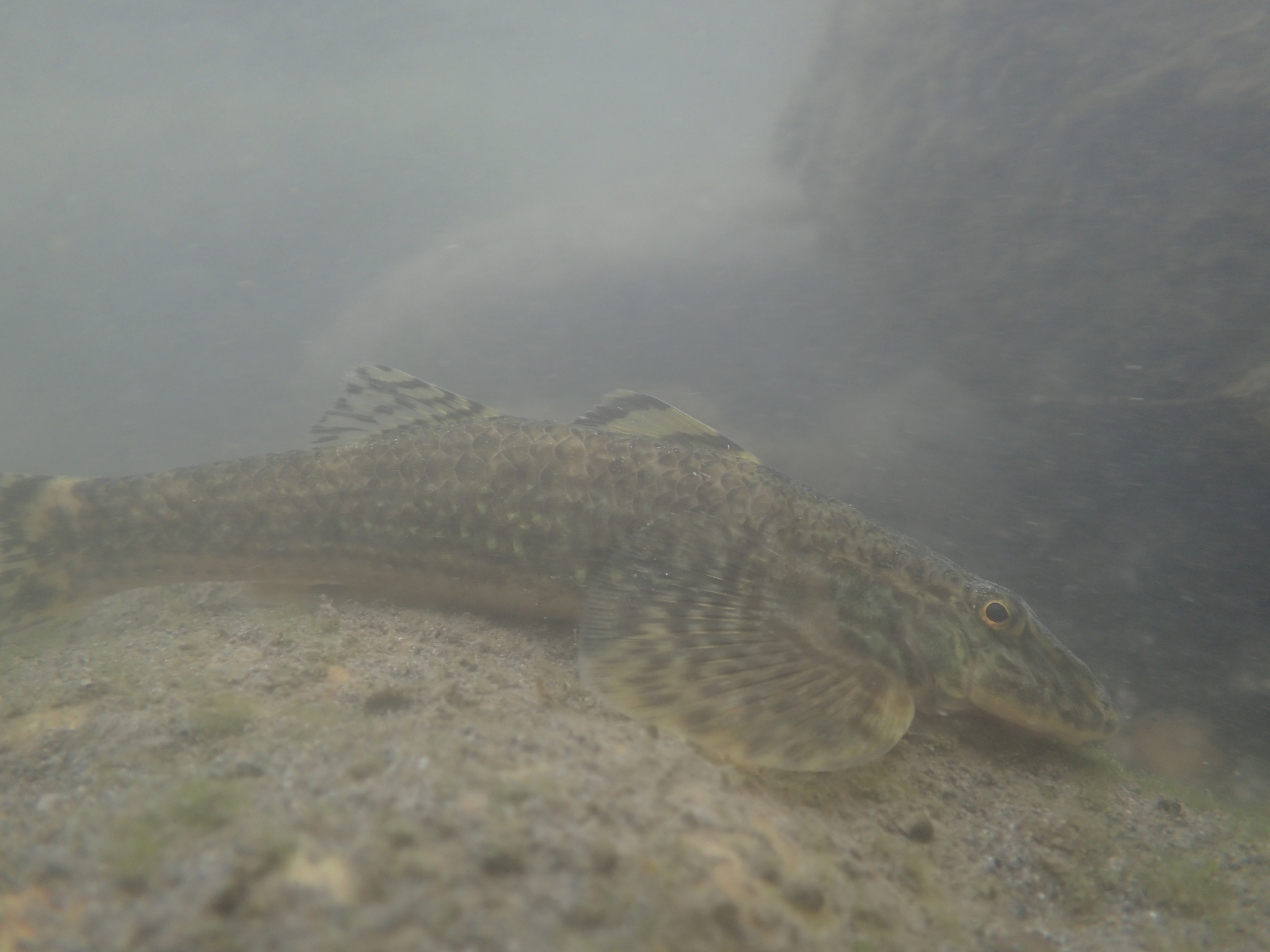 Rhyacichthys aspro (Valenciennes, 1837)