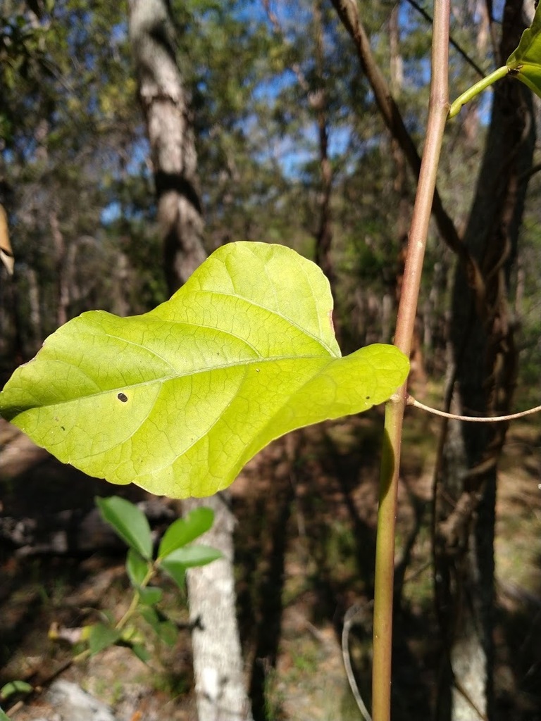 Amphilophium crucigerum from Glen Echo QLD 4570, Australia on May 17 ...