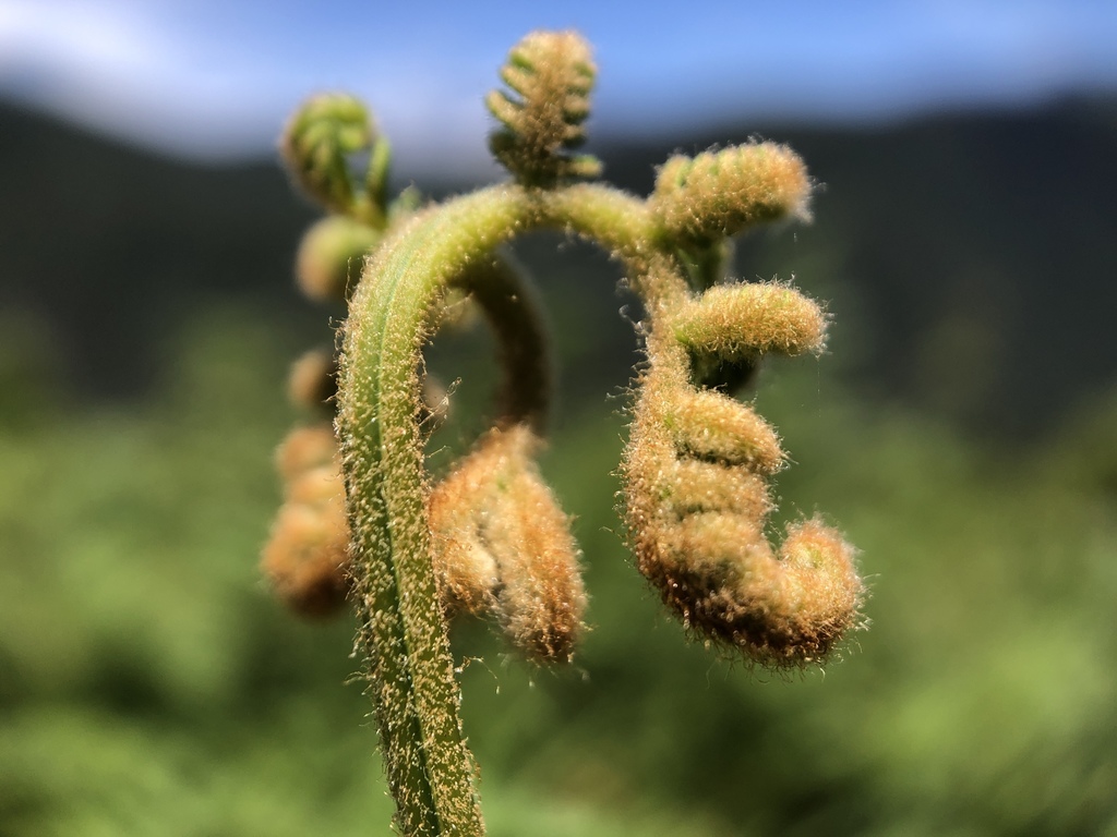 South Asian bracken from 雪霸國家公園, 和平區, TW on May 19, 2021 at 12:25 PM by ...