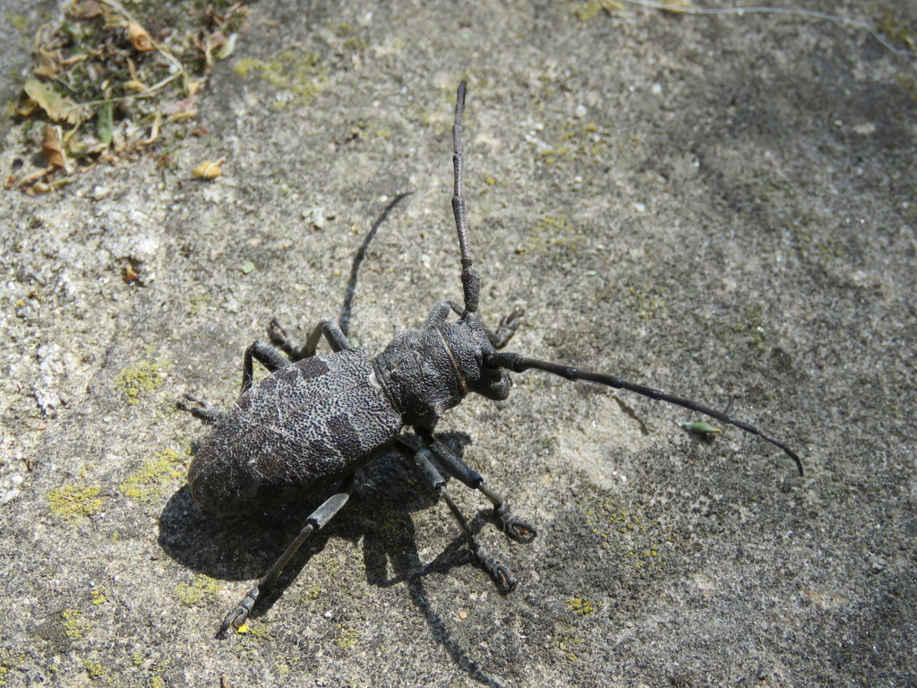 Morimus asper from Provincia di Asti, Italia on May 09, 2021 at 10:53 ...