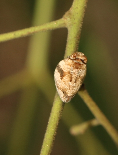 Genus Brahmaloka · iNaturalist