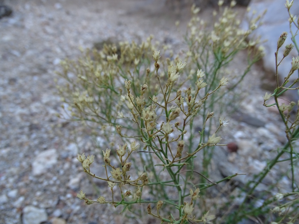 Broom Snakeweed from Anza-Borrego Desert State Park, Borrego Springs ...