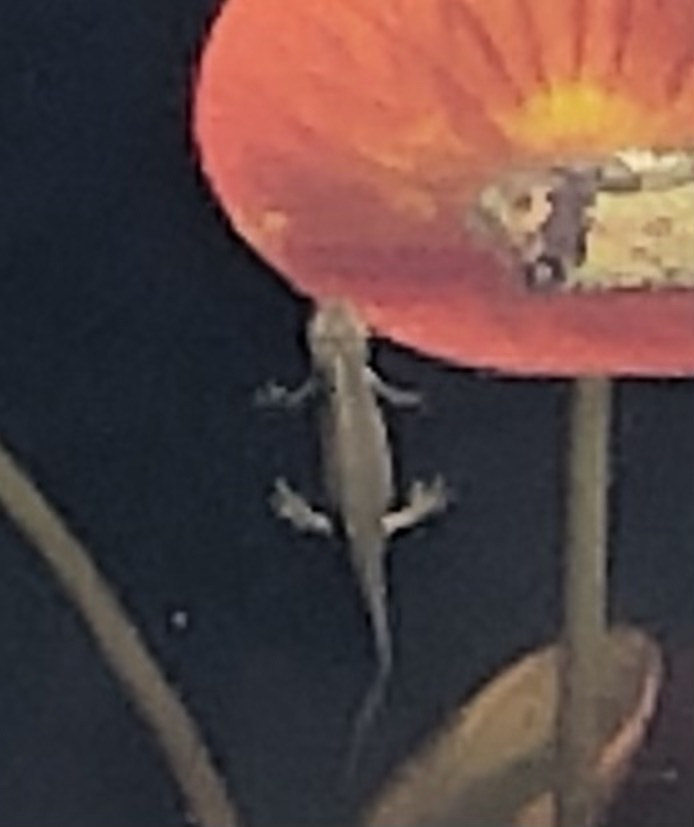 Lissotriton in May 2021 by Albert Cardona · iNaturalist