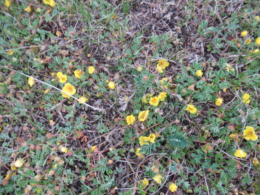 Potentilla acaulis from Черемховский р-н, Иркутская обл., Россия on May ...