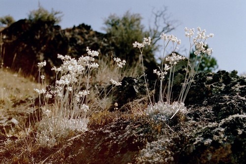 Subspecies Eriogonum strictum strictum · iNaturalist