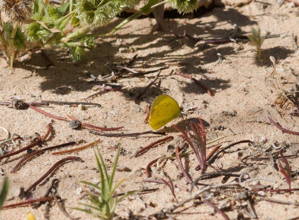 Small Grass-yellow from Lindon SA 5731, Australia on May 17, 2021 at 11 ...