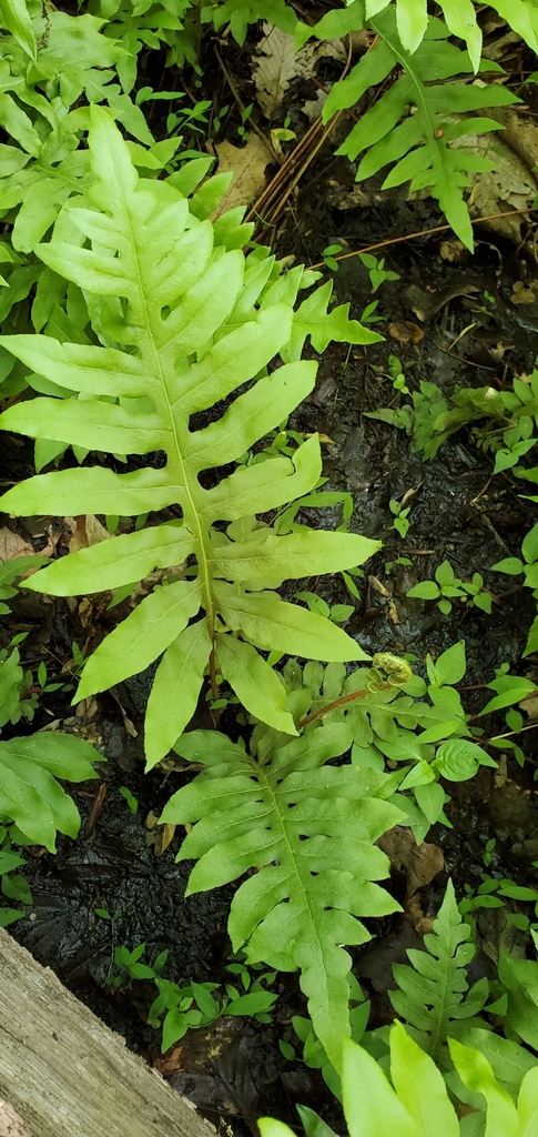 netted chain fern from Tredyffrin Township, PA, USA on May 19, 2021 at ...