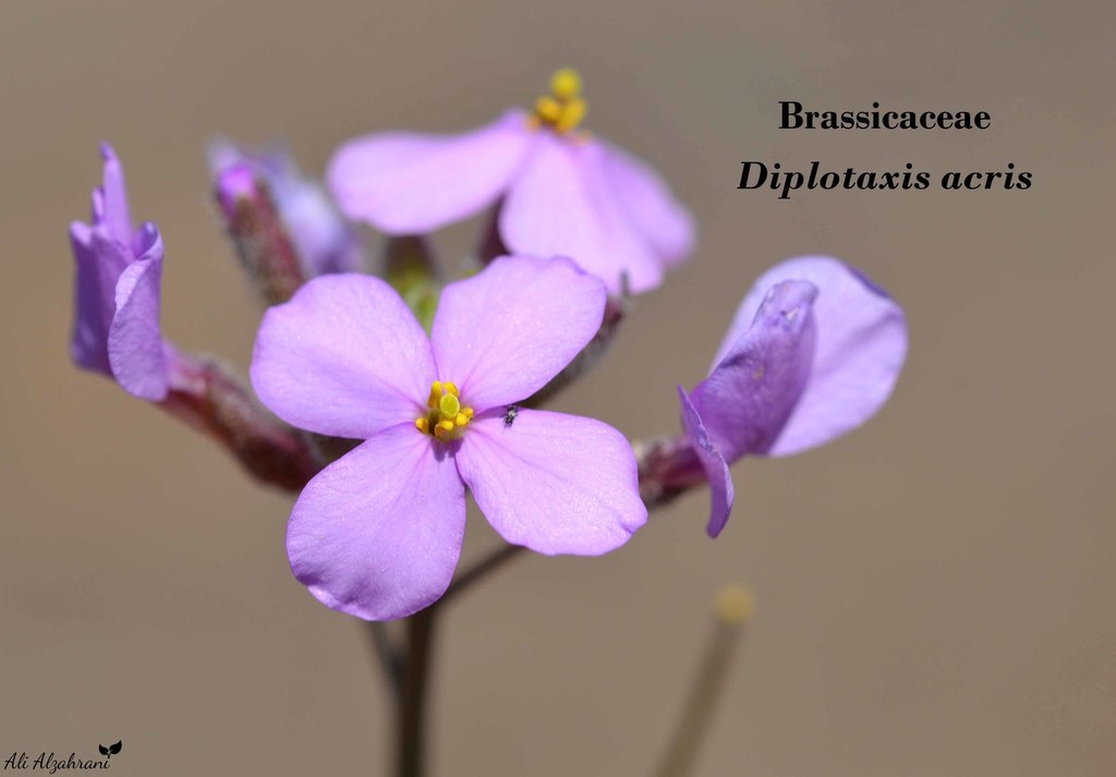 Diplotaxis acris from An Ni‘ayy, Hai’l, Saudi Arabia on February 26 ...