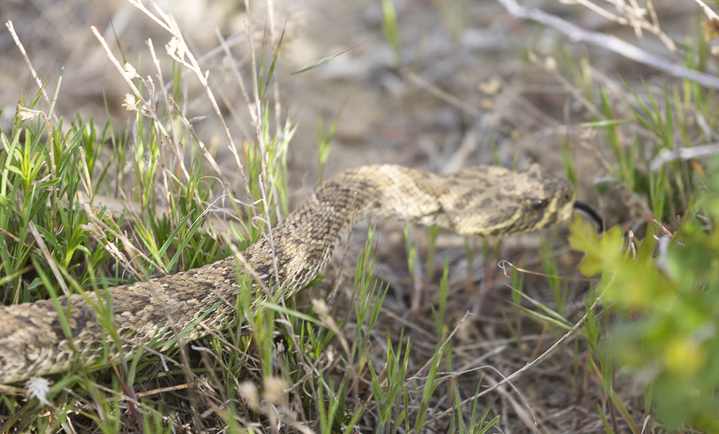 Prairie Rattlesnake from 267 N Tolman Rd, Powell, WY 82435, USA on May ...