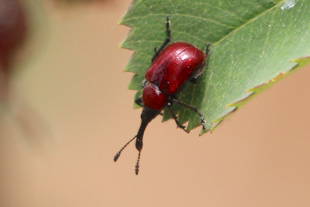 Rose Weevils from King Gillette Ranch, Mulholland Highway, Calabasas ...