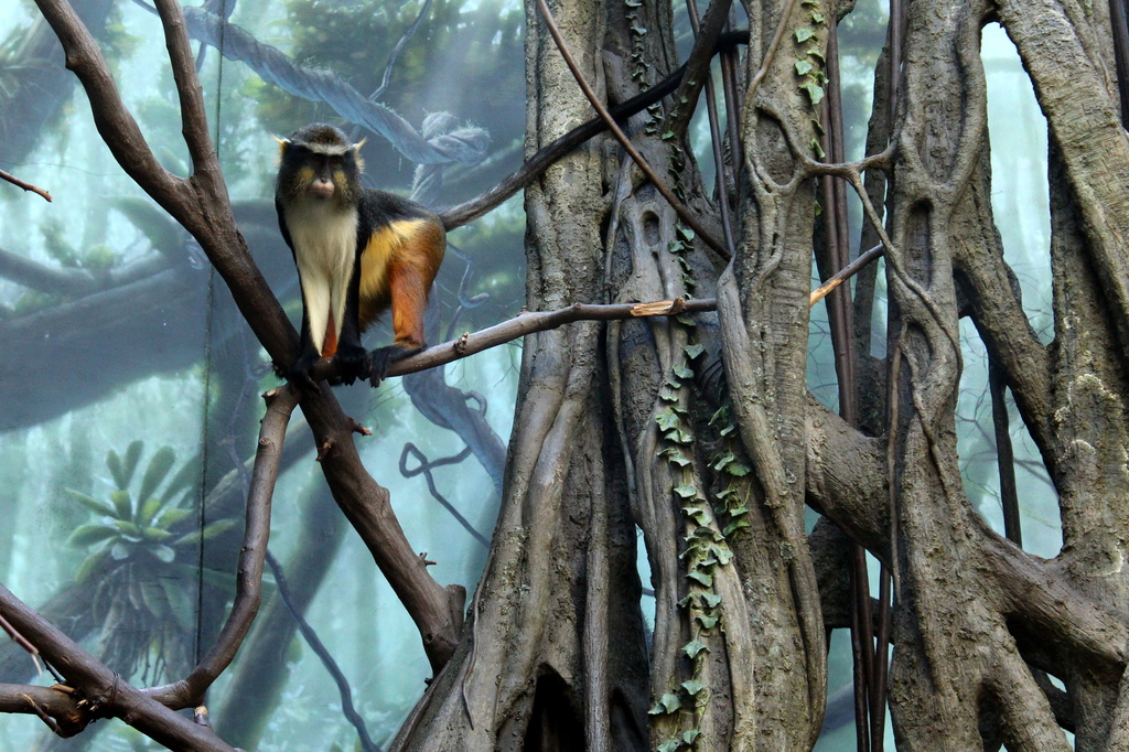 Wolf's Monkey (Cercopithecus wolfi) - Know Your Mammals
