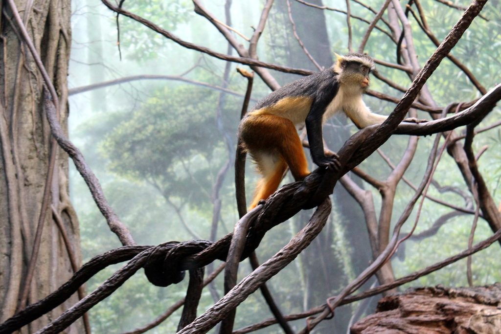 Wolf's Monkey (Cercopithecus wolfi) - Know Your Mammals