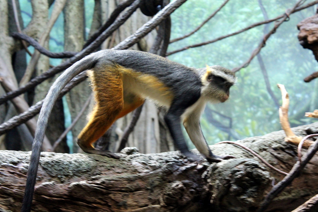 Wolf's Monkey (Cercopithecus wolfi) - Know Your Mammals