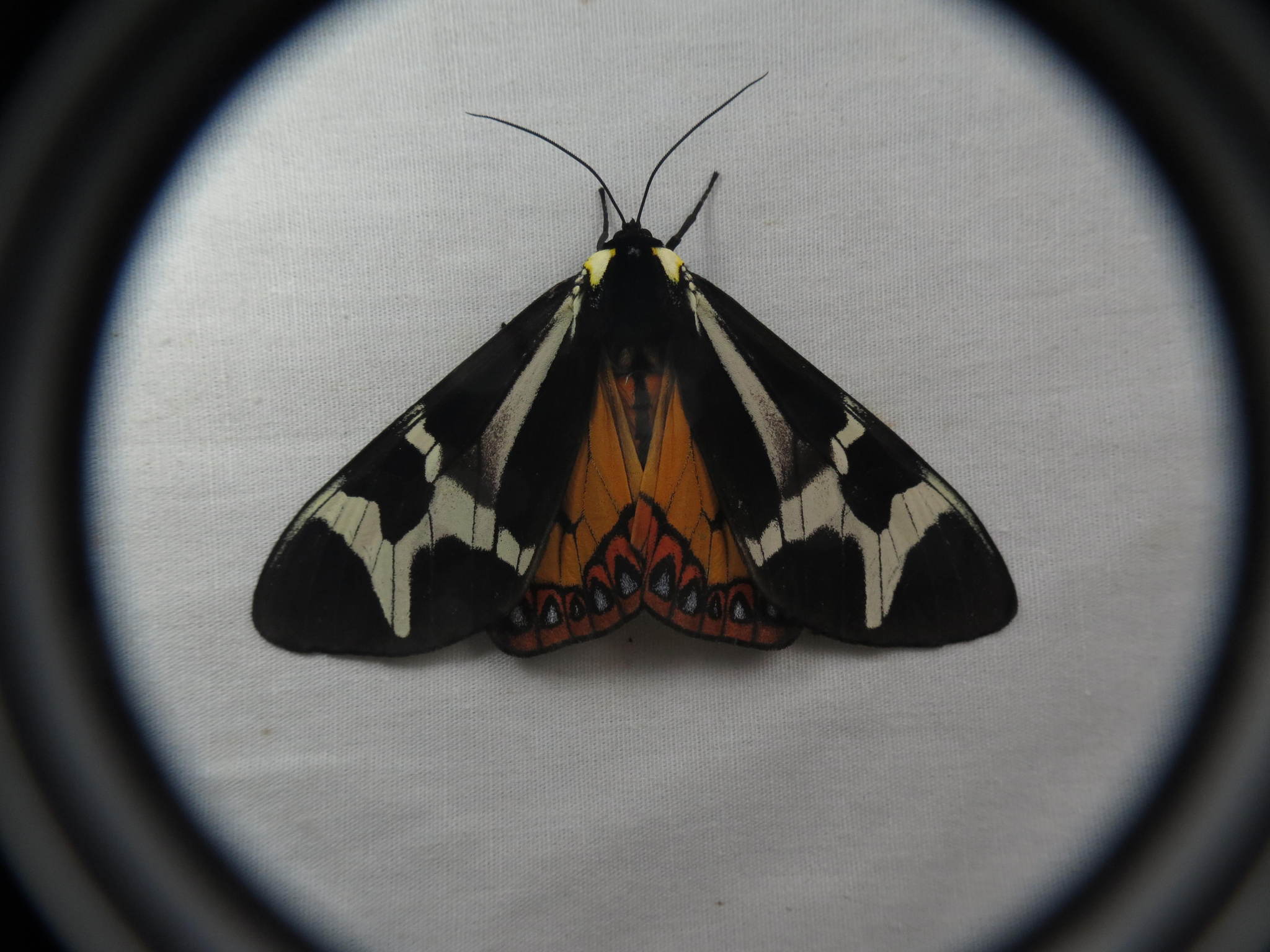 yuyan-chen/open-insects-test-new · Datasets at Hugging Face