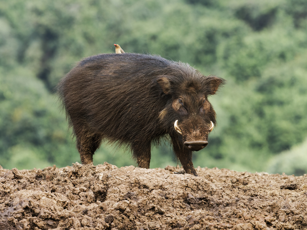 Giant Forest Hog (Hylochoerus meinertzhageni) - Know Your Mammals