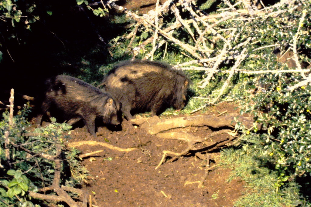 Giant Razorback Animal