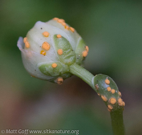 Rossmanomyces monesis · iNaturalist United Kingdom