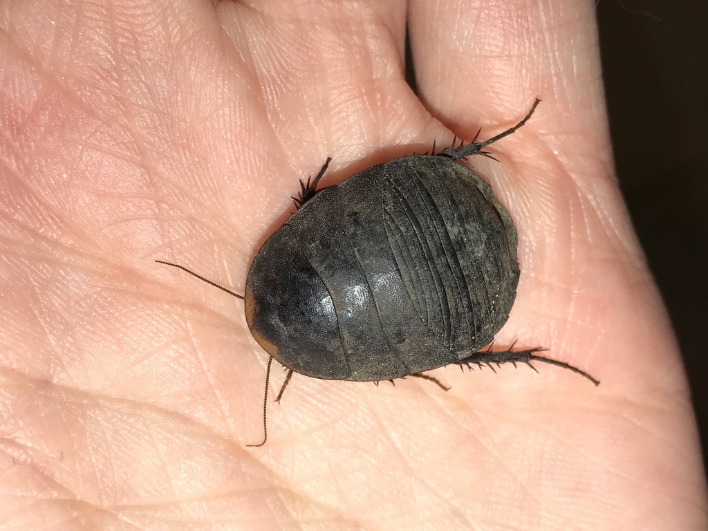 Boll’s Sandroach (Cockroaches and Termites of the United States ...