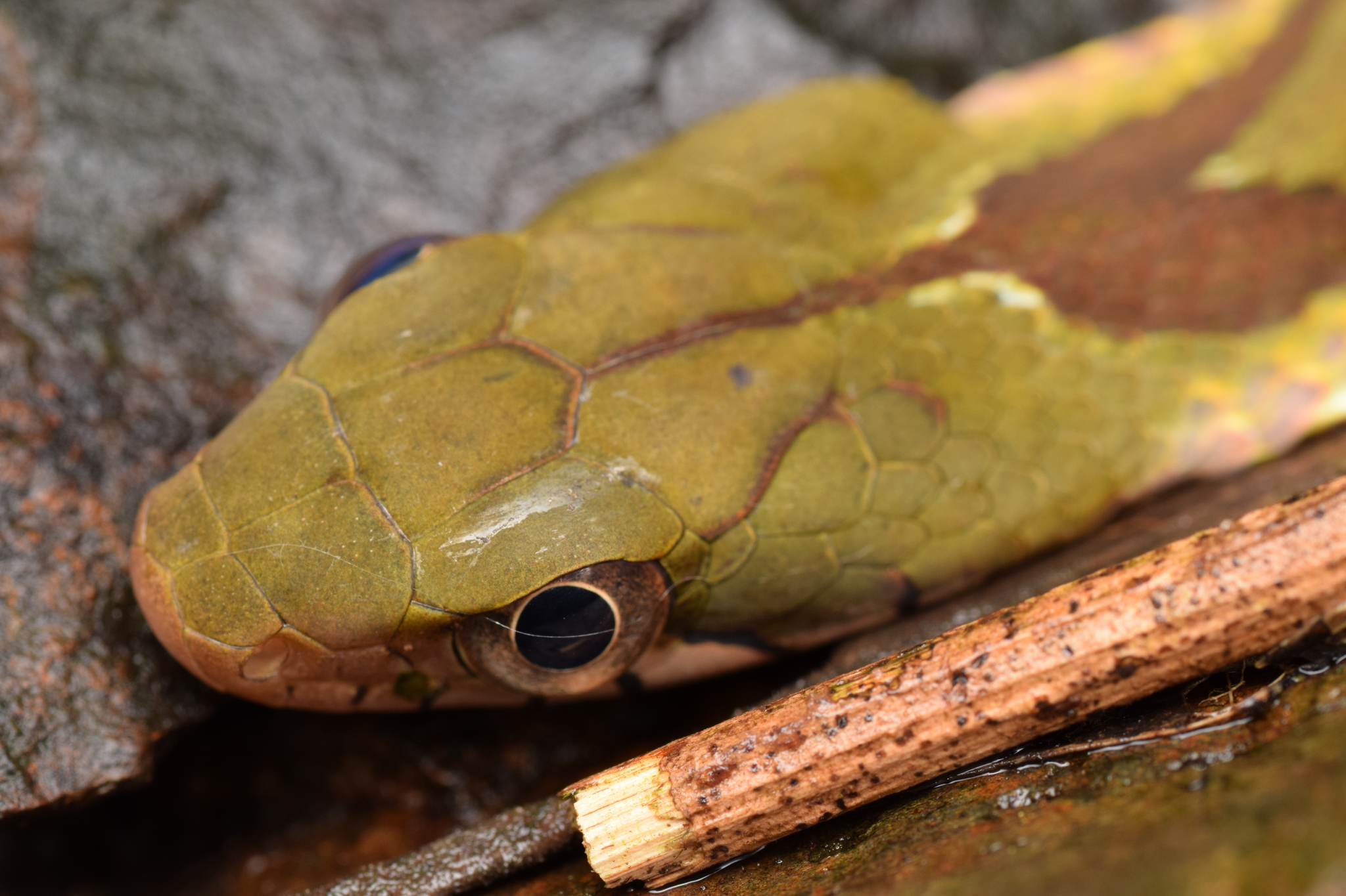 Pseudoxenodon macrops (Blyth, 1855)