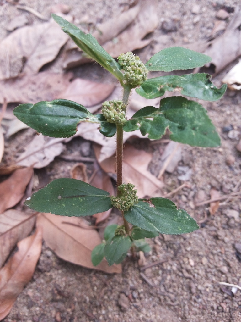 Asthma plant from Ogan Komering Ulu Timur, ID-SL, ID on August 14, 2015 ...