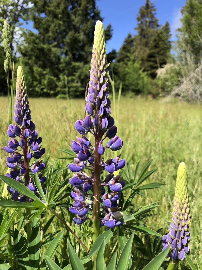 Large-leaved lupine from NW Johnson Rd, Hillsboro, OR, US on May 19 ...