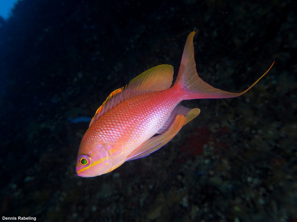 (Anthias) - Marine Life Identification