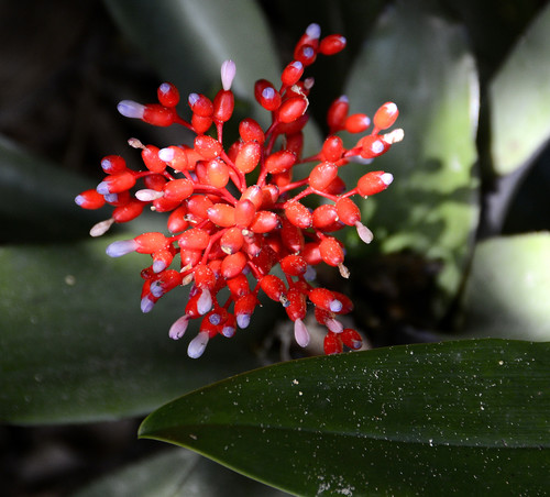 Aechmea miniata · iNaturalist