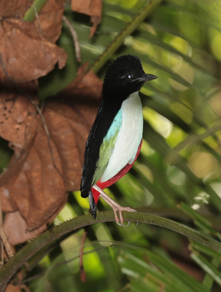 Ivory-breasted Pitta (Pitta maxima) - Avian Discovery