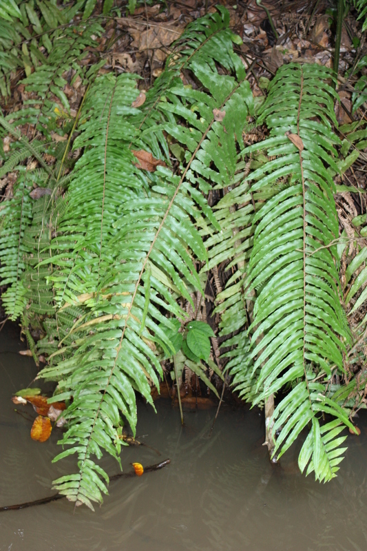 Broad Sword Fern (Plants of Guam and the CNMI) · iNaturalist