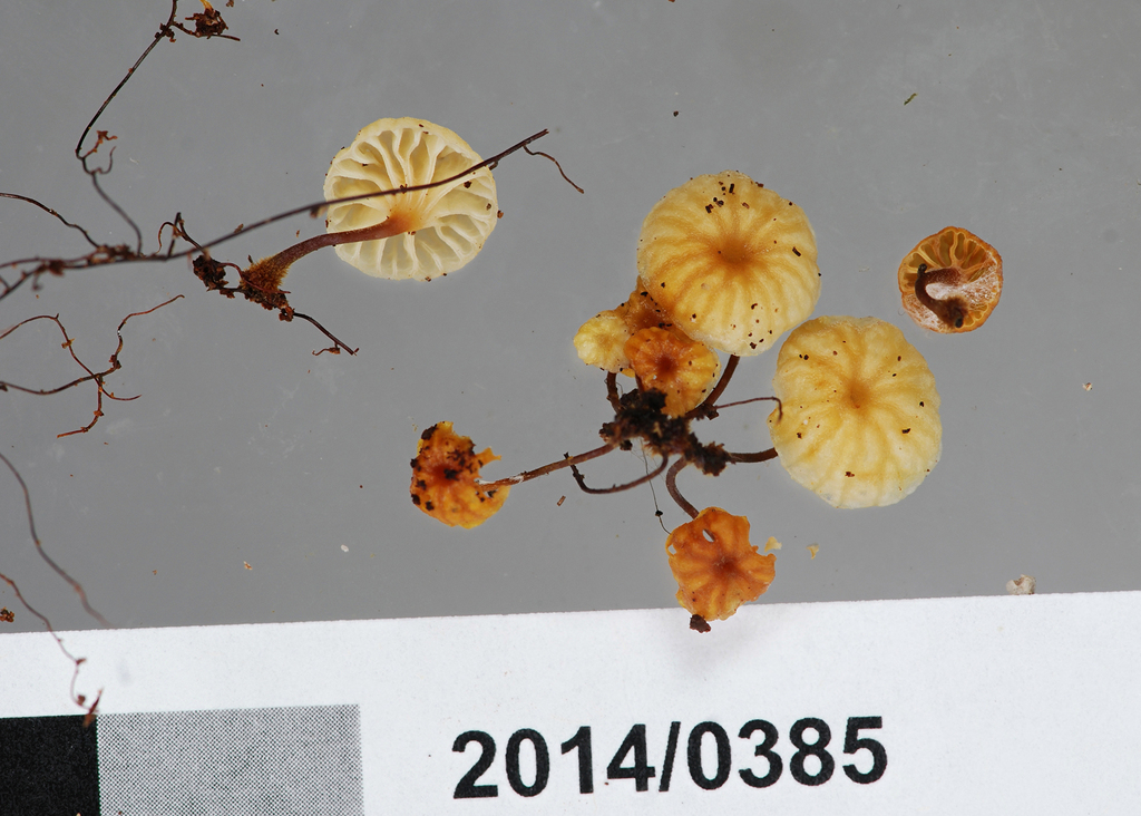 Xeromphalina leonina from Totaranui, Headland Track on May 16, 2014 by ...