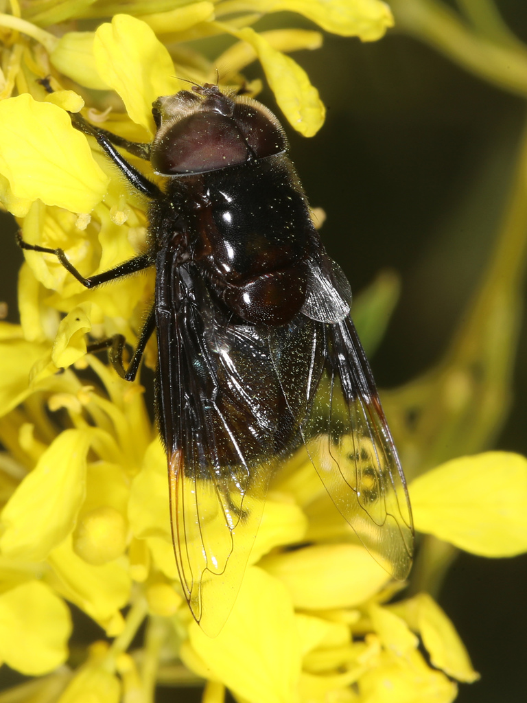 Purple Bromeliad Fly from Alameda, California, United States on May 18 ...