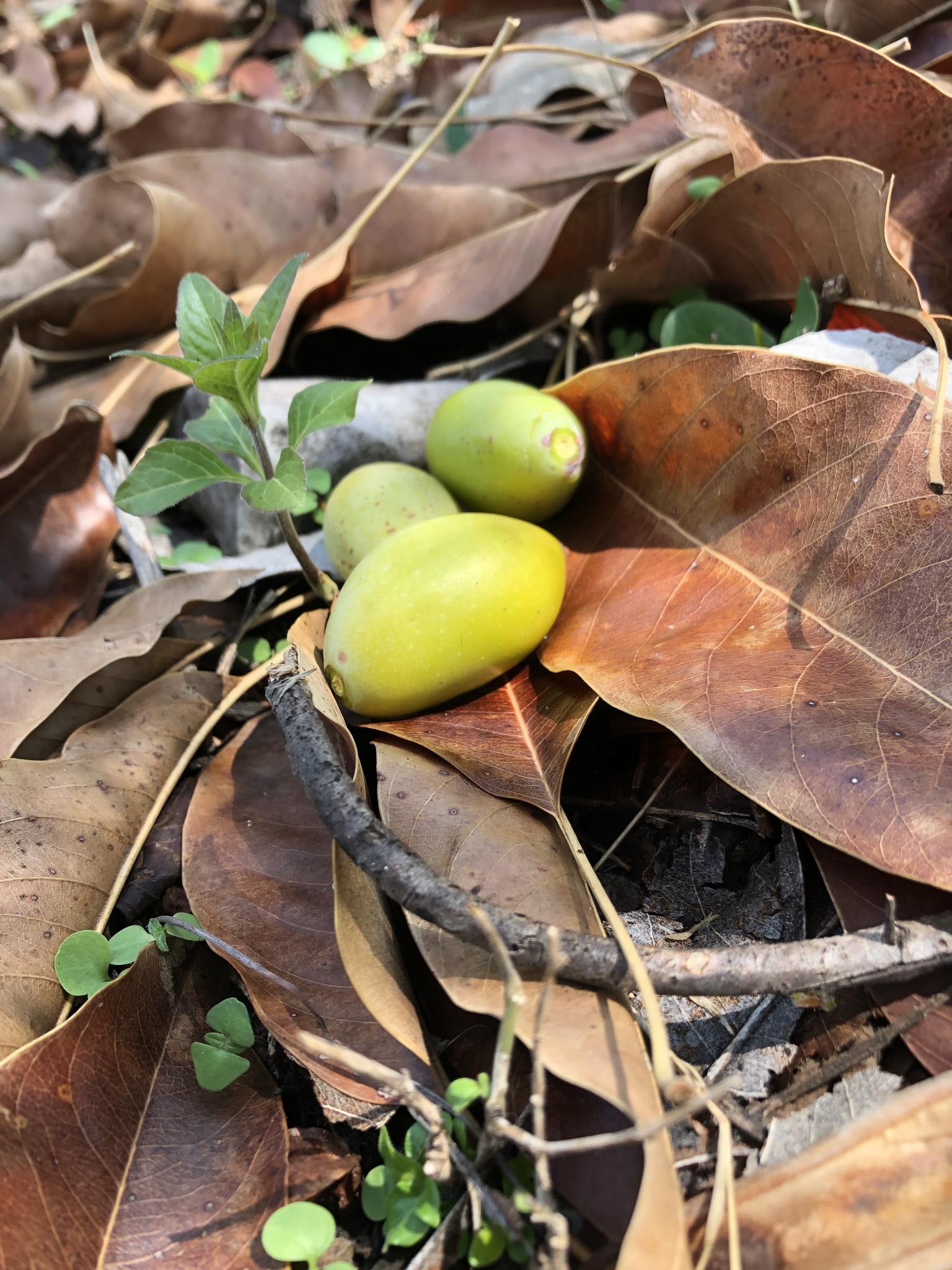 Sideroxylon capiri (A.DC.) Pittier