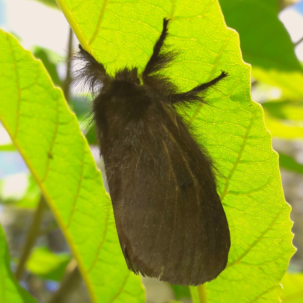 Lappet Moths from Candelaria, Misiones, Argentina on May 17, 2021 at 12 ...