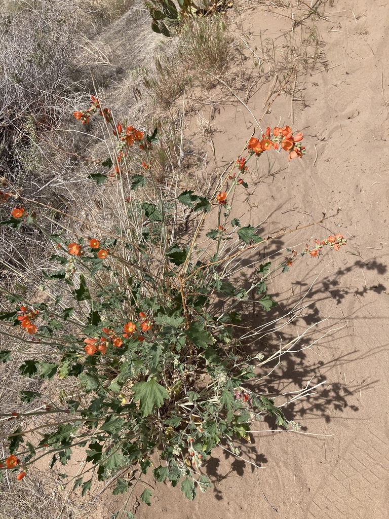 Small-leaf Globemallow from Mesa County, US-CO, US on May 18, 2021 at ...