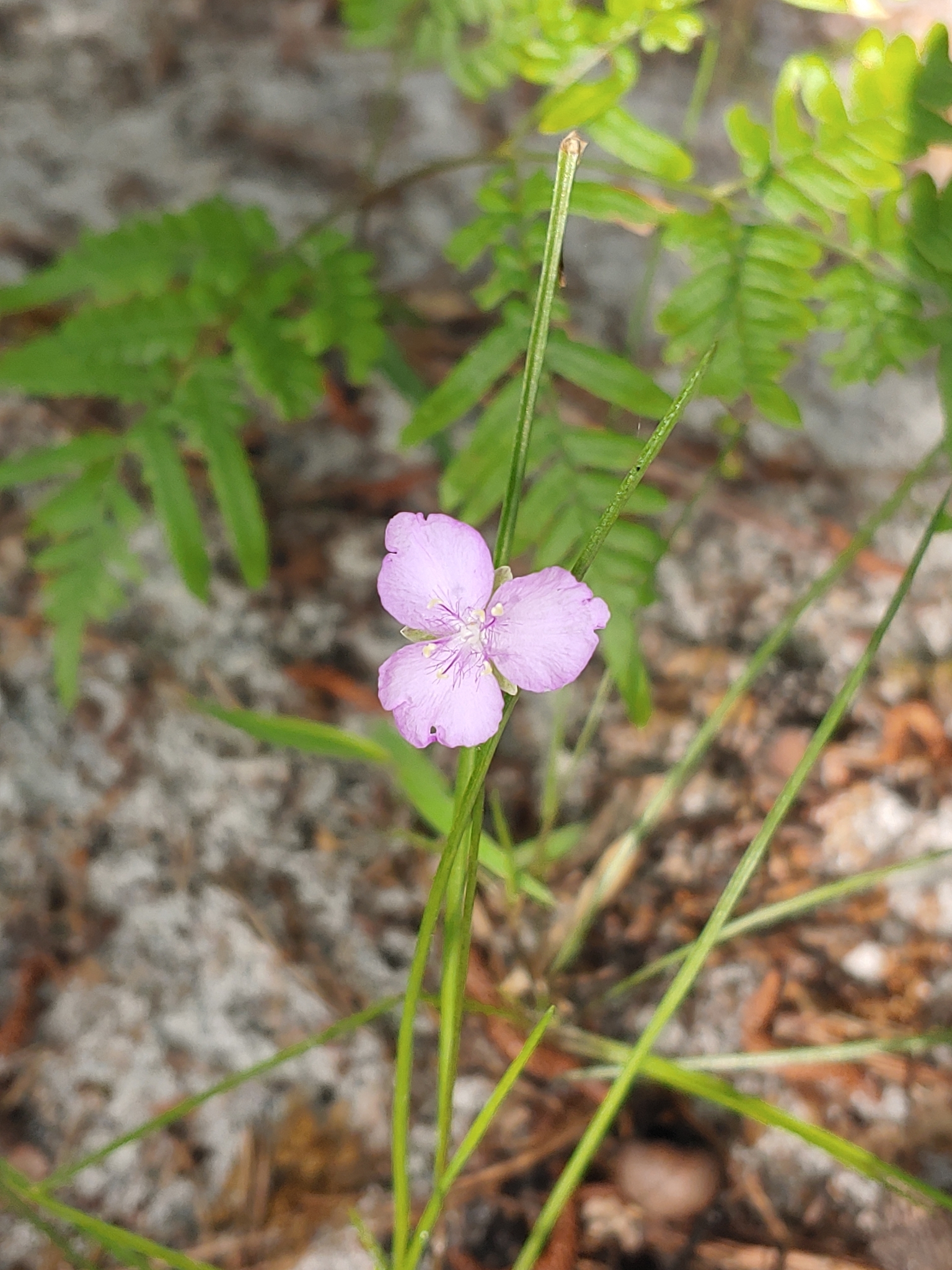 Callisia rosea (Vent.) D.R.Hunt
