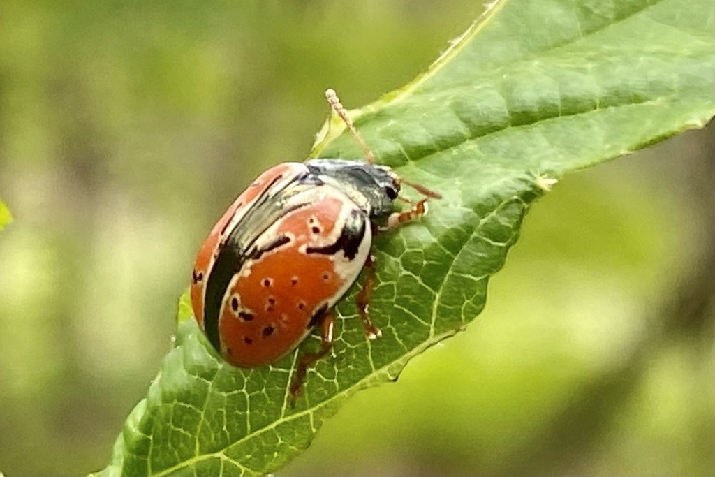 Ninebark Calligrapha Beetle from De Soto, MO, US on May 19, 2021 at 03: ...