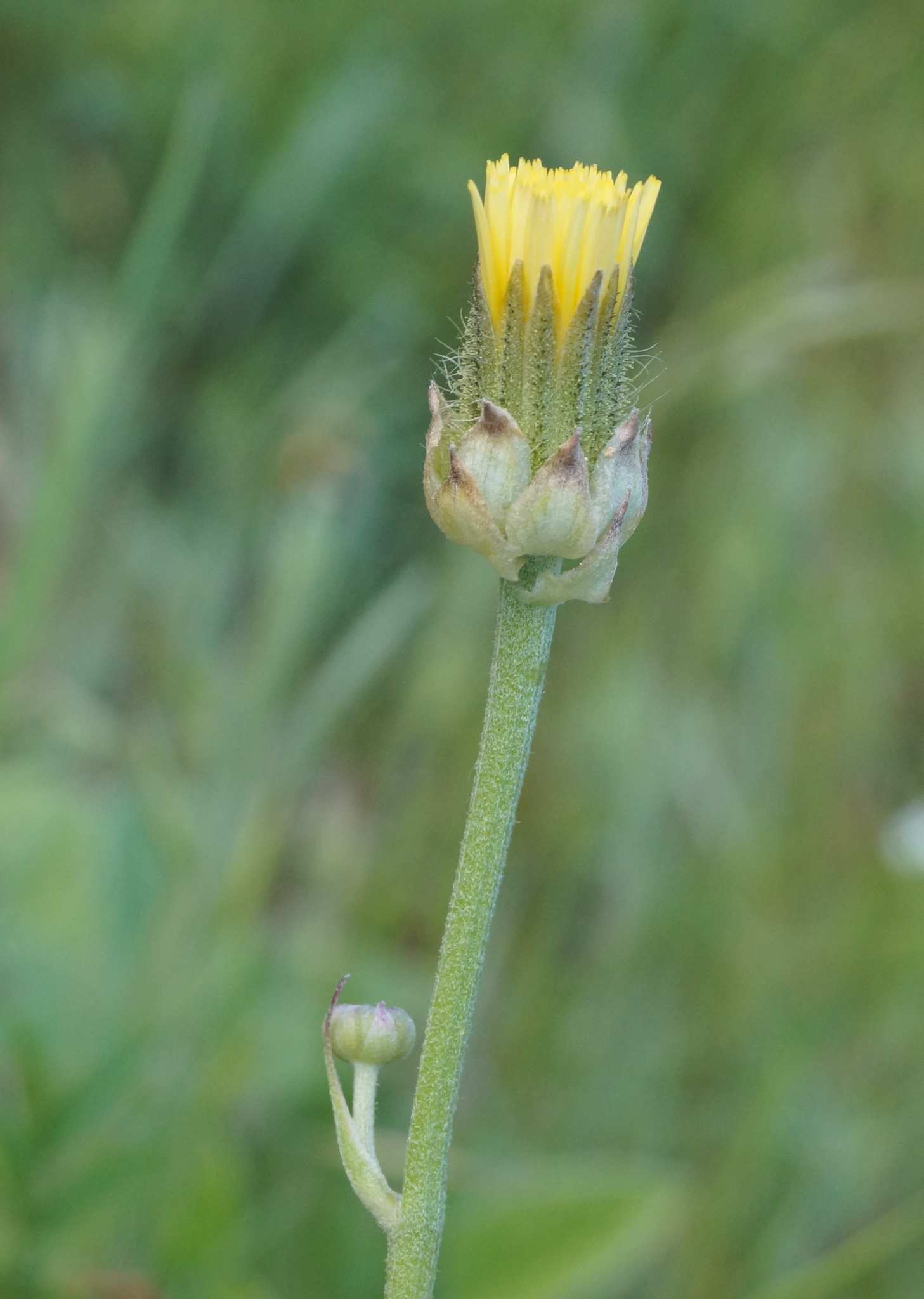 Crepis alpina L.