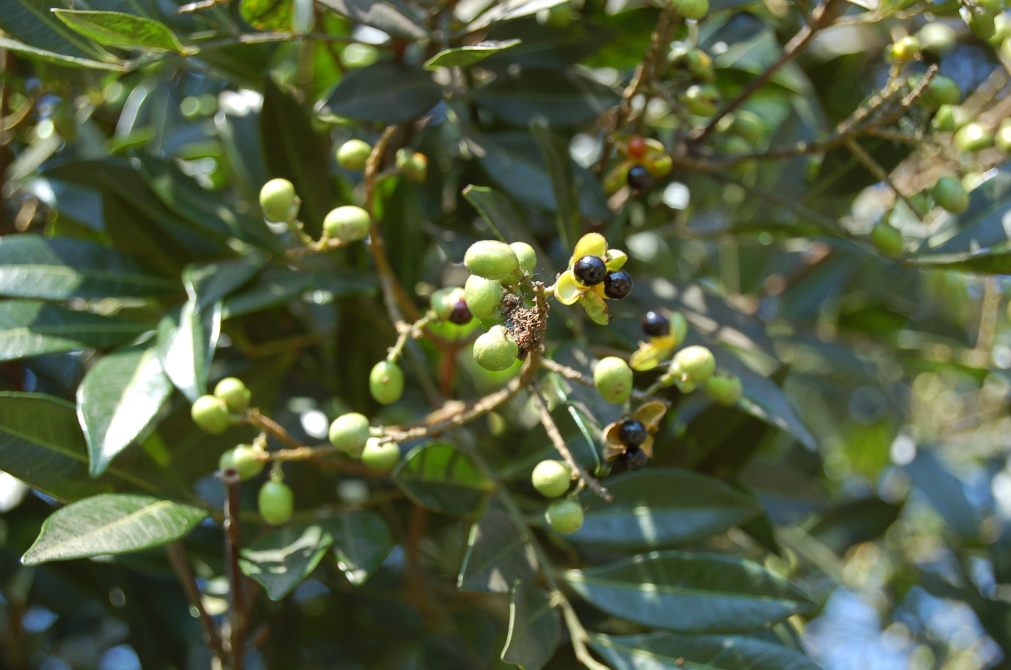 Matayba oppositifolia (A.Rich.) Britton
