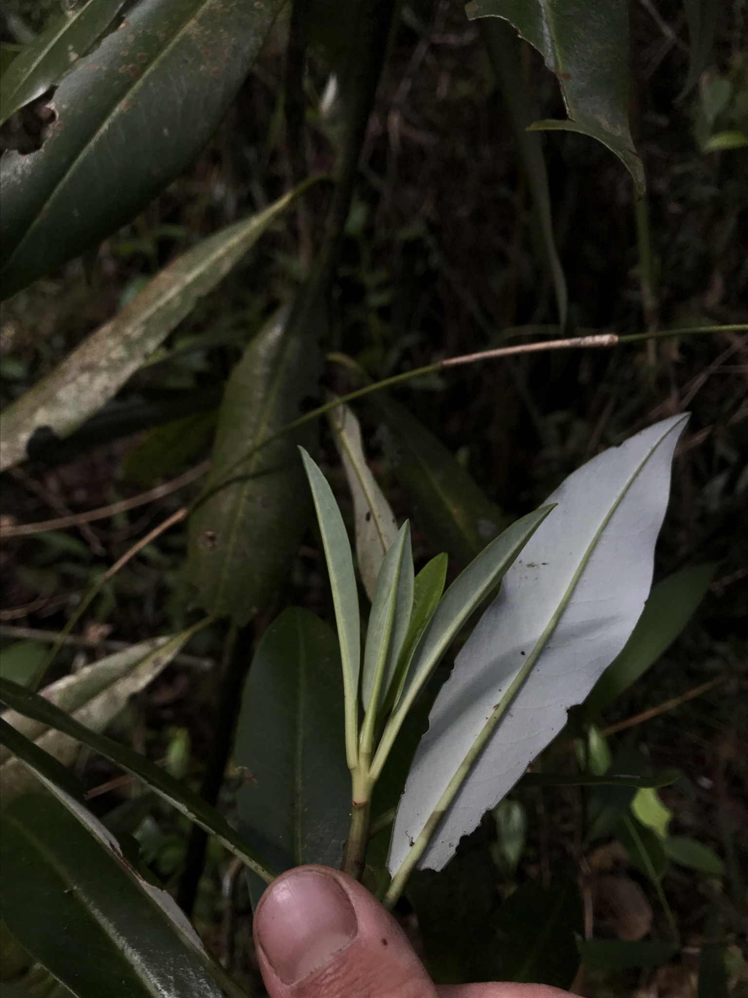 Drimys granadensis L.fil.