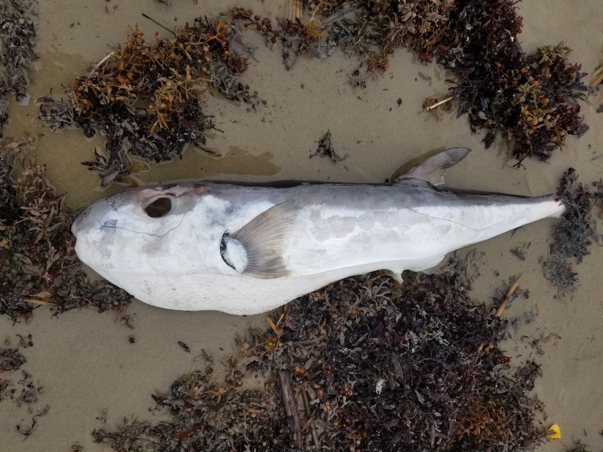 Lagocephalus laevigatus (Linnaeus, 1766)