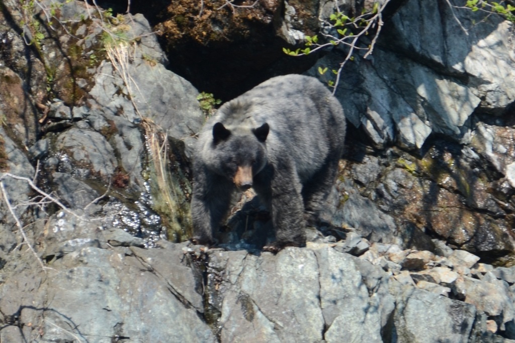 Glacier Bear (Ursus americanus emmonsii) - Know Your Mammals