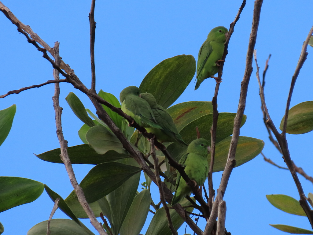 Meta spectacled parrotlet (Forpus conspicillatus metae) - Avian Discovery