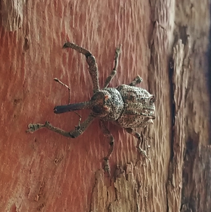 Elephant Weevil from Fullarton, South Australia on October 26, 2014 by ...