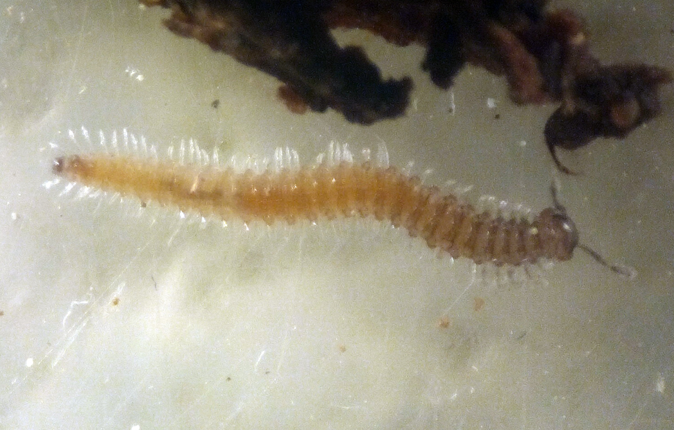 Crescent Moon Millipede from Saint-Raymond, QC G0A, Canada on May 19 ...