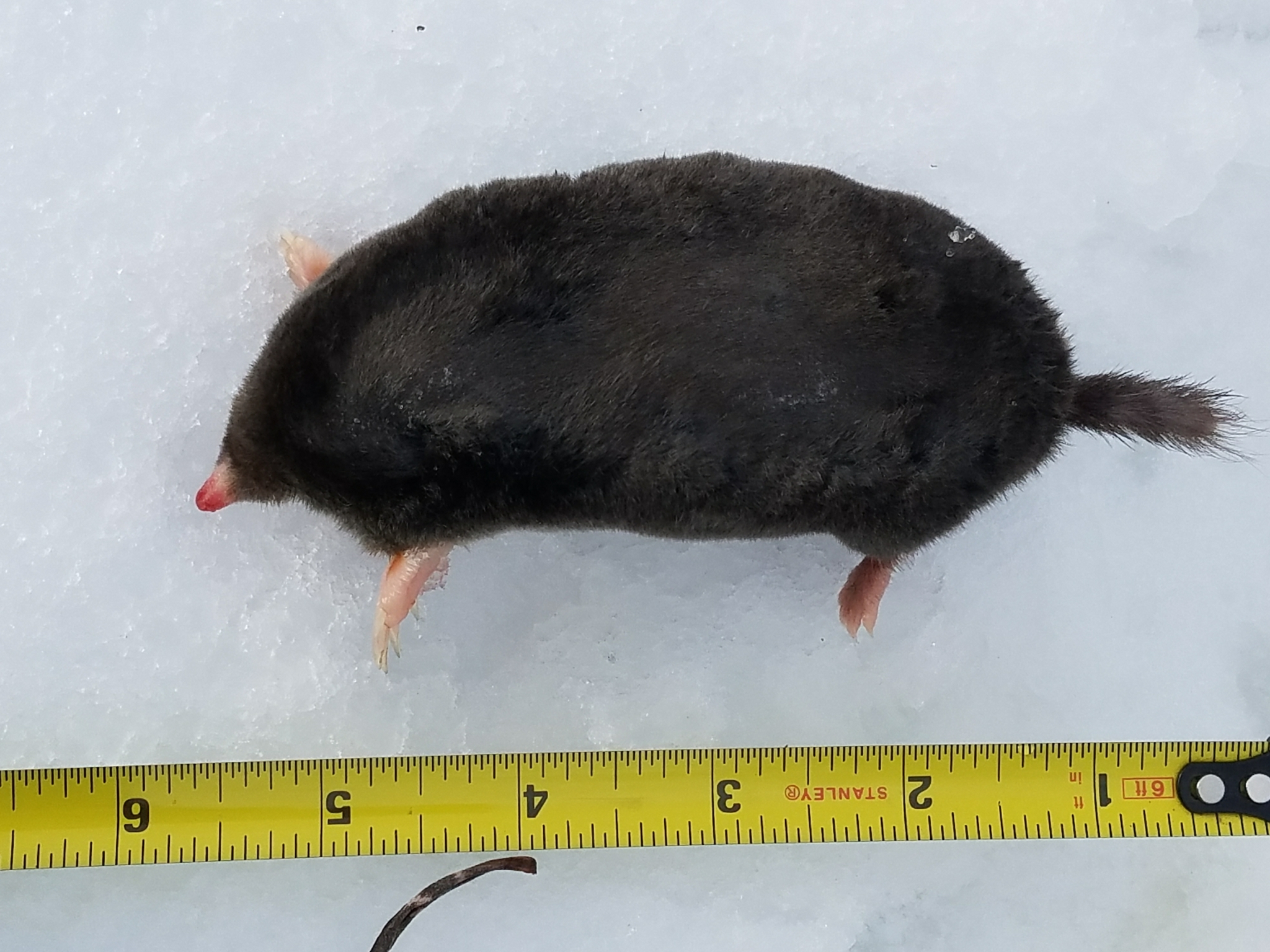 Hairy Tailed Mole Pup
